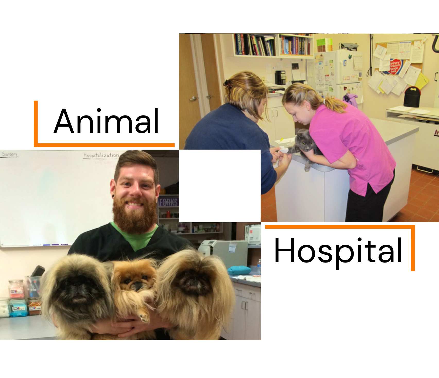 About - Companion Animal Hospital & Avian/Exotic Clinic